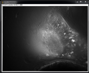 How to make a graph of the calcium signals from multiple neurons using ImageJ (Fiji) and Excel ...